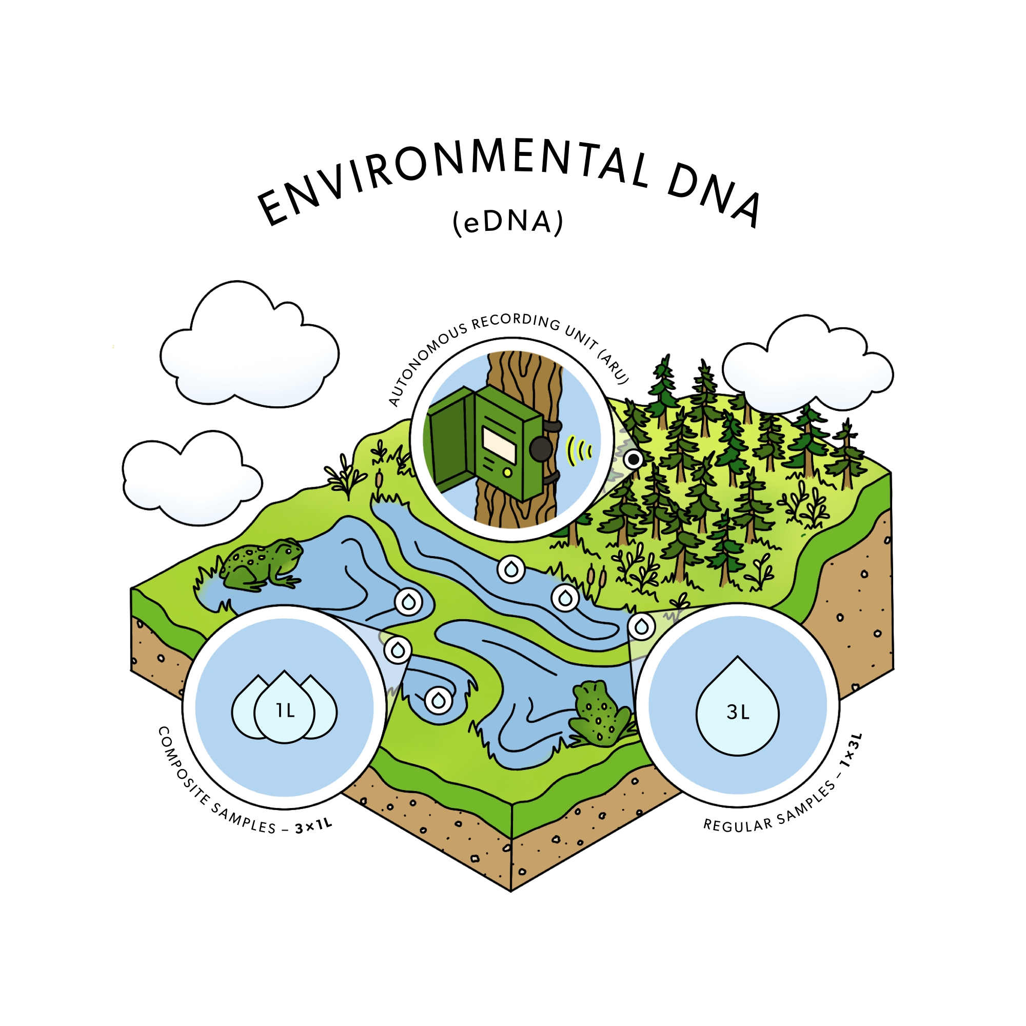 Methods Spotlight: Amphibian eDNA